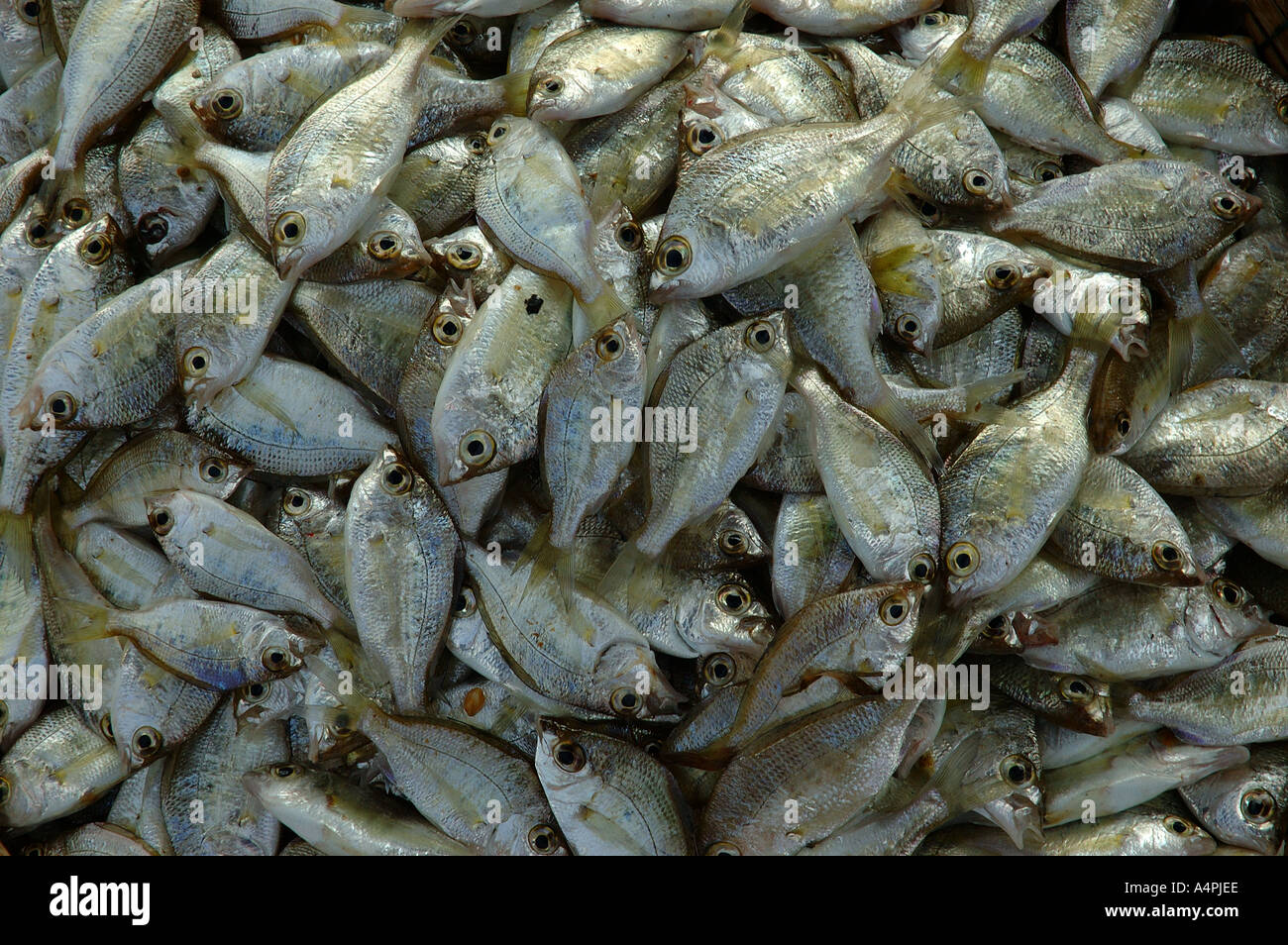 Hoi An fish market Vietnam South East Asia Stock Photo - Alamy