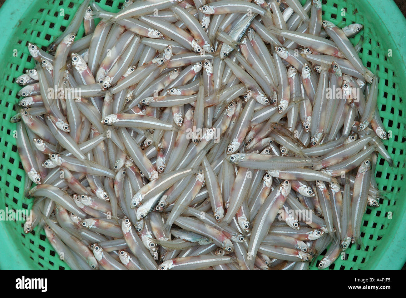 Hoi An fish market Vietnam South East Asia Stock Photo - Alamy