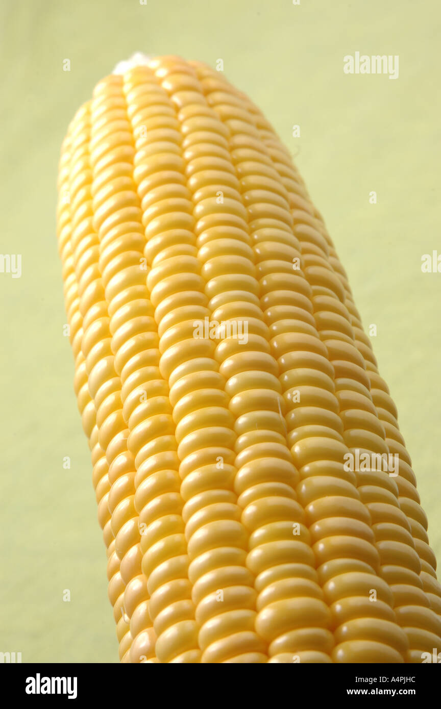 ANG77755 Sweet Corn Golden Corn Latin Name Zea mays Bhutta Makai Crop ...