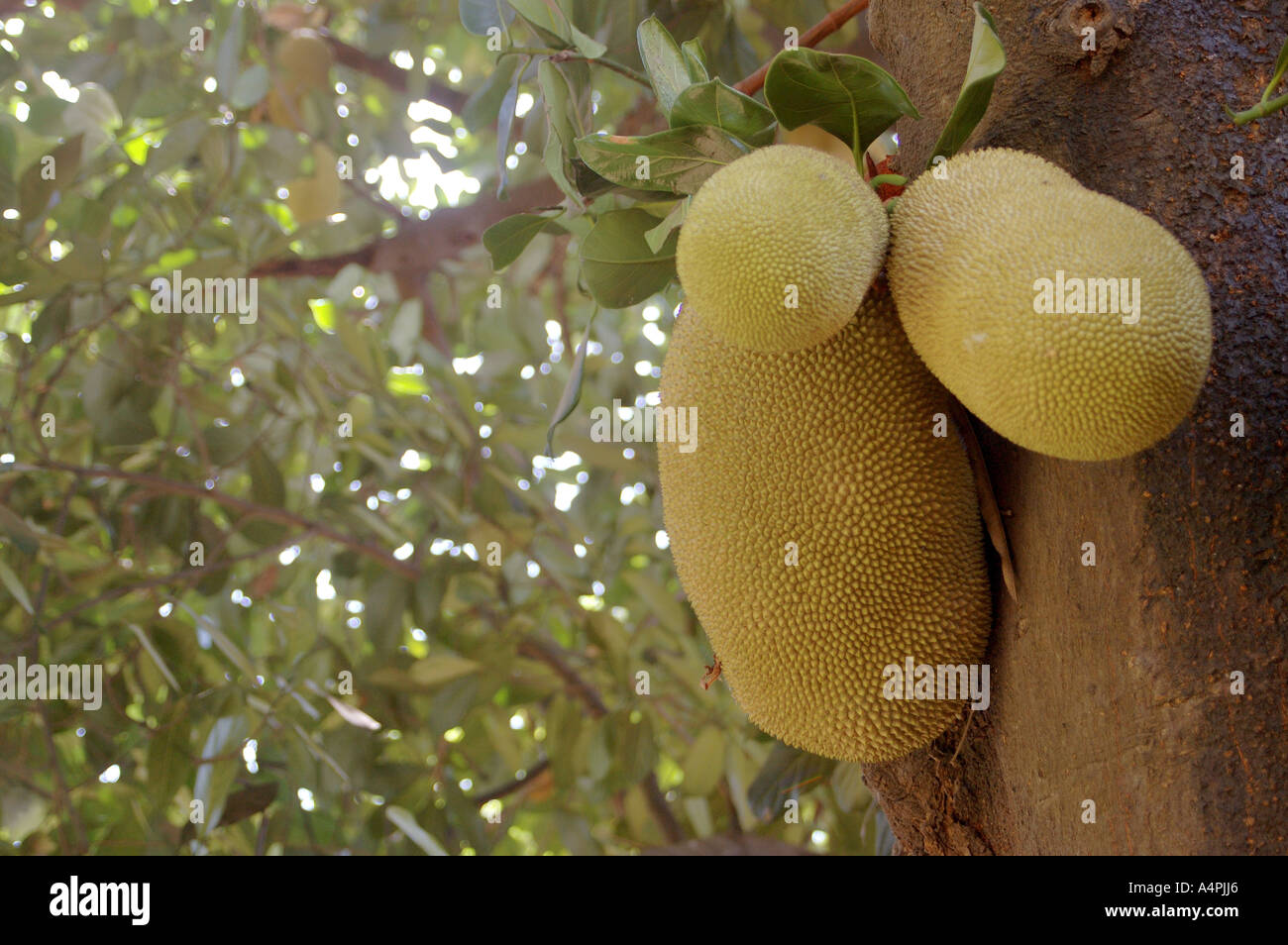 Artocarpus integra hi-res stock photography and images - Alamy