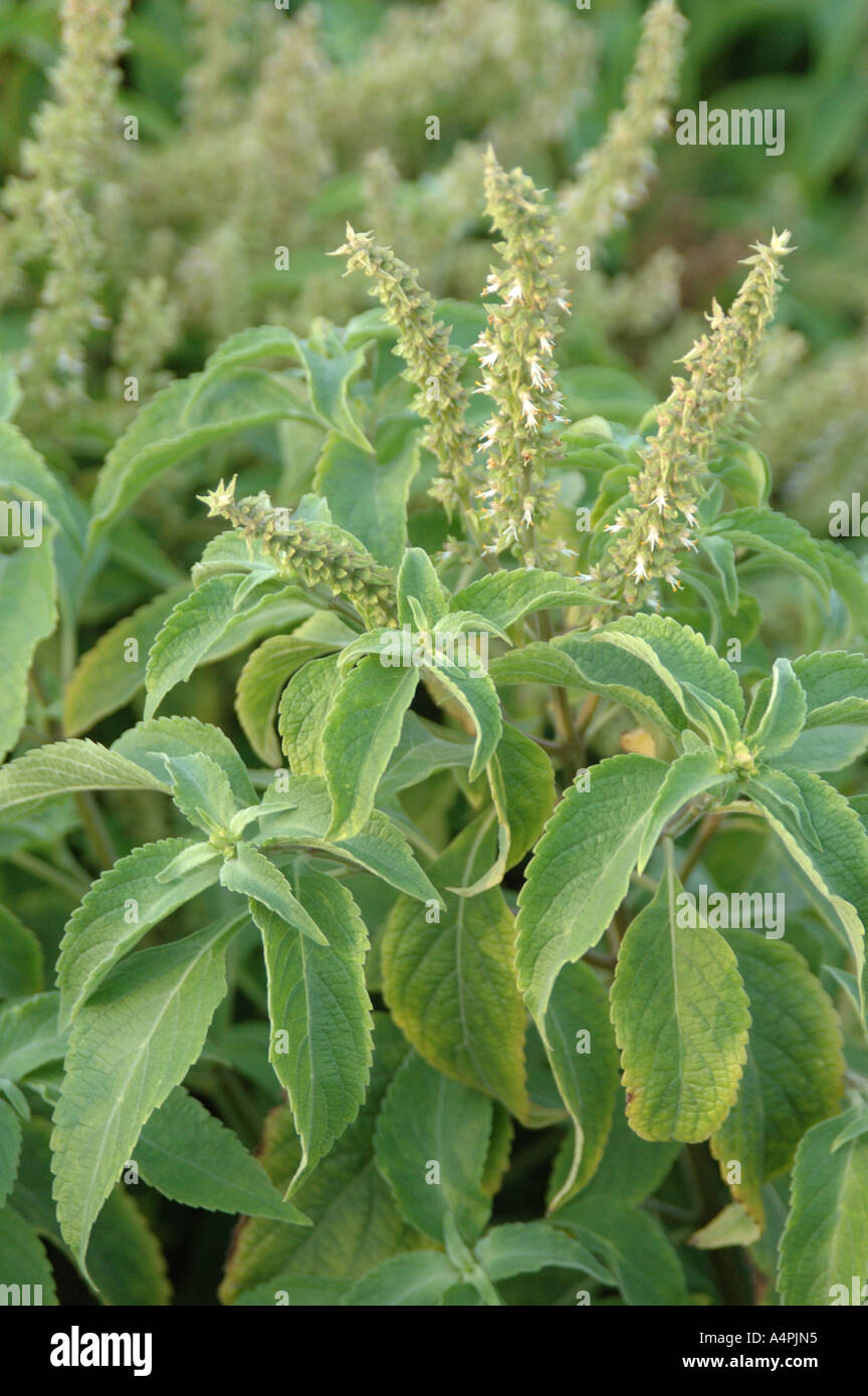 Fragrance bush hi-res stock photography and images - Alamy