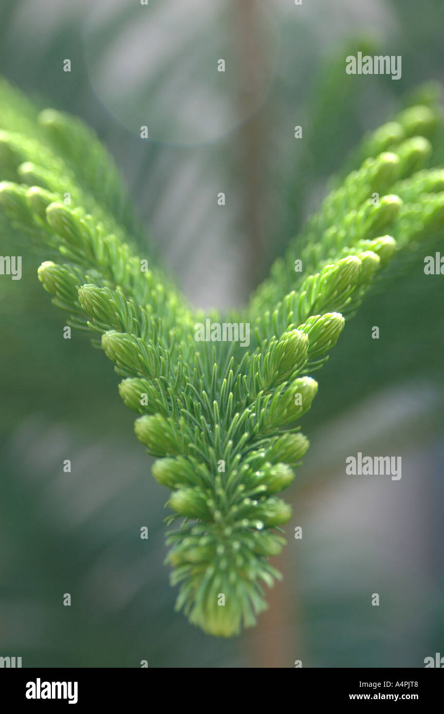 ANG77775 Leaf of Christmas tree Color Shape Pattern Decorative Plant ...