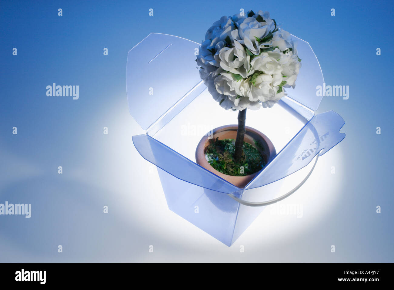 Artificial Pot Plant in Gift Box Stock Photo - Alamy