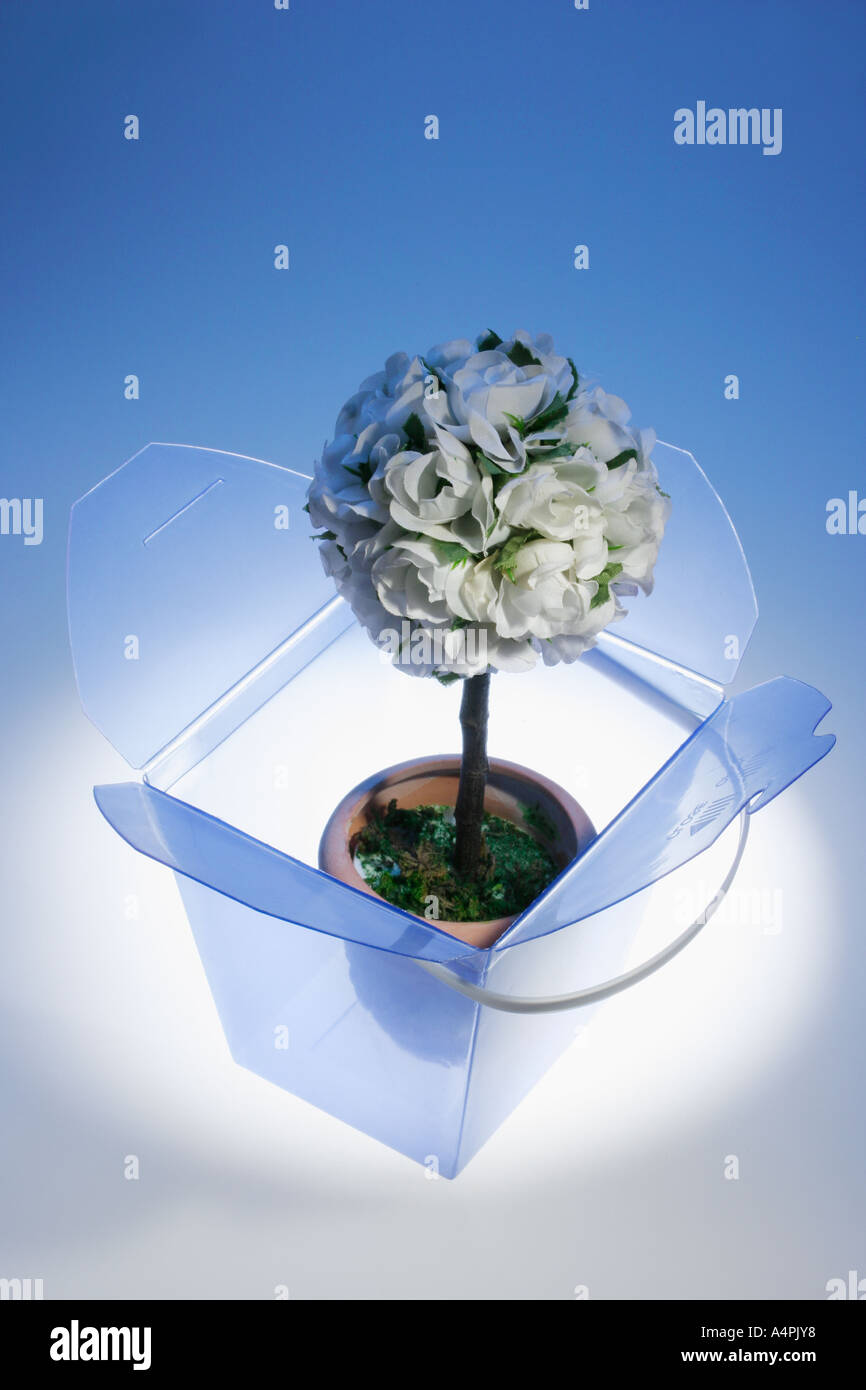 Potplant container hi-res stock photography and images - Alamy