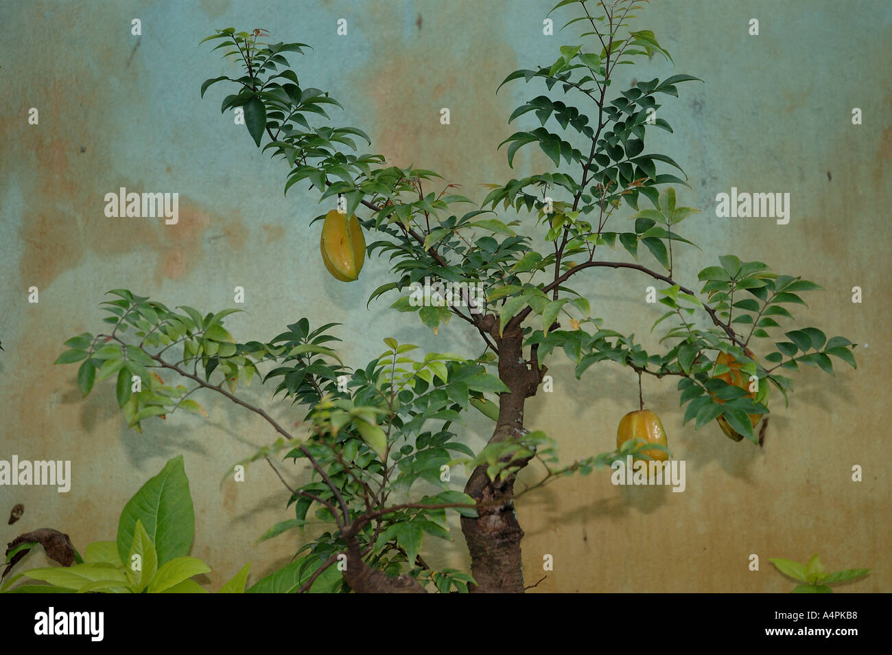 Five corner fruit hi-res stock photography and images - Alamy