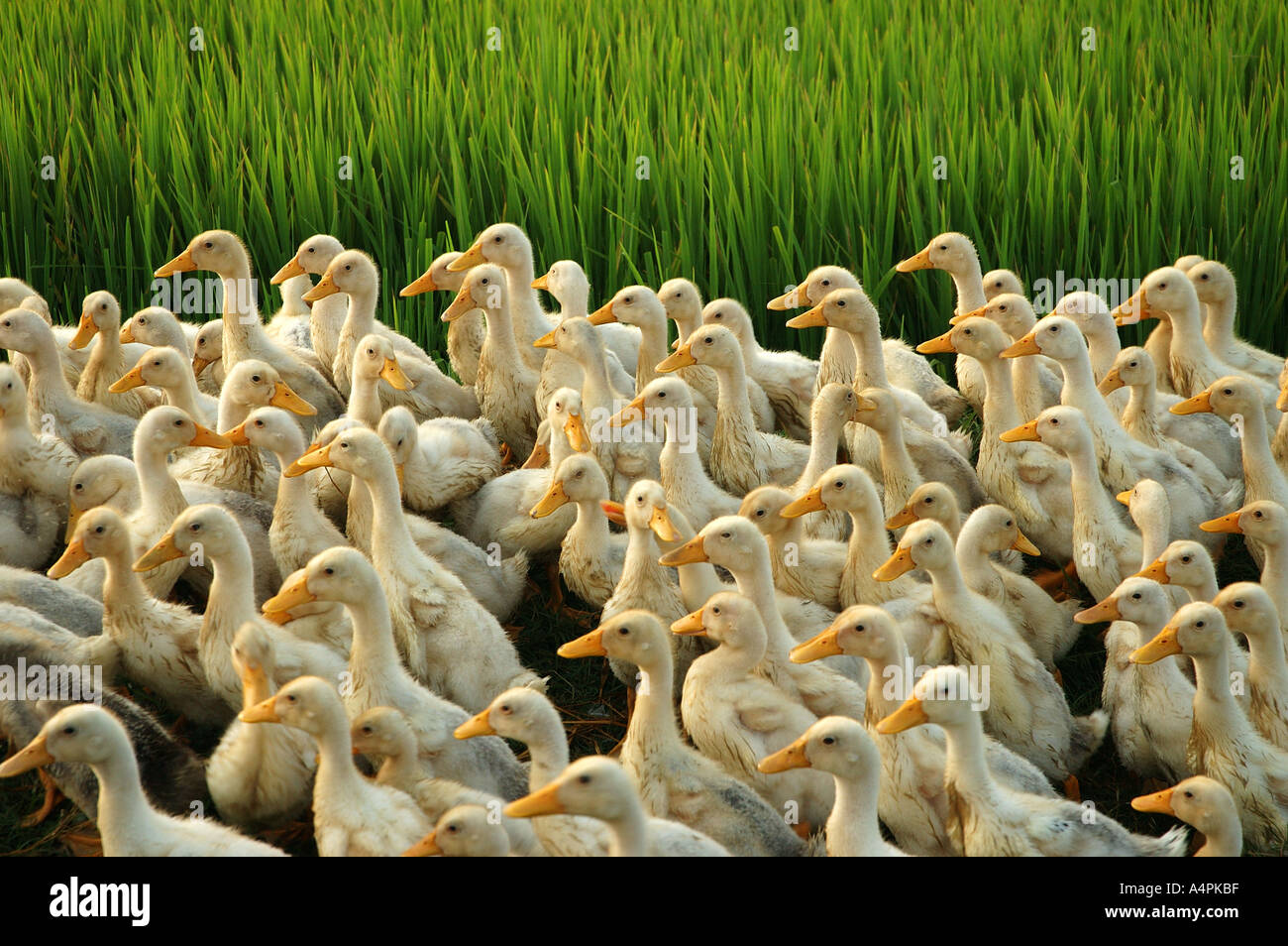 Ducklings at a duck farm near Hoi An Vietnam South east Asia Stock ...