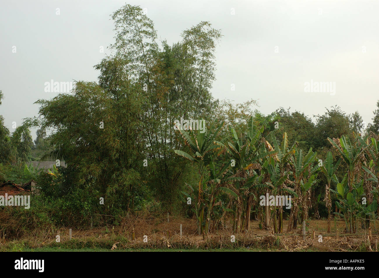 Bamboo growing along the road in central Vietnam South East Asia Orient ...