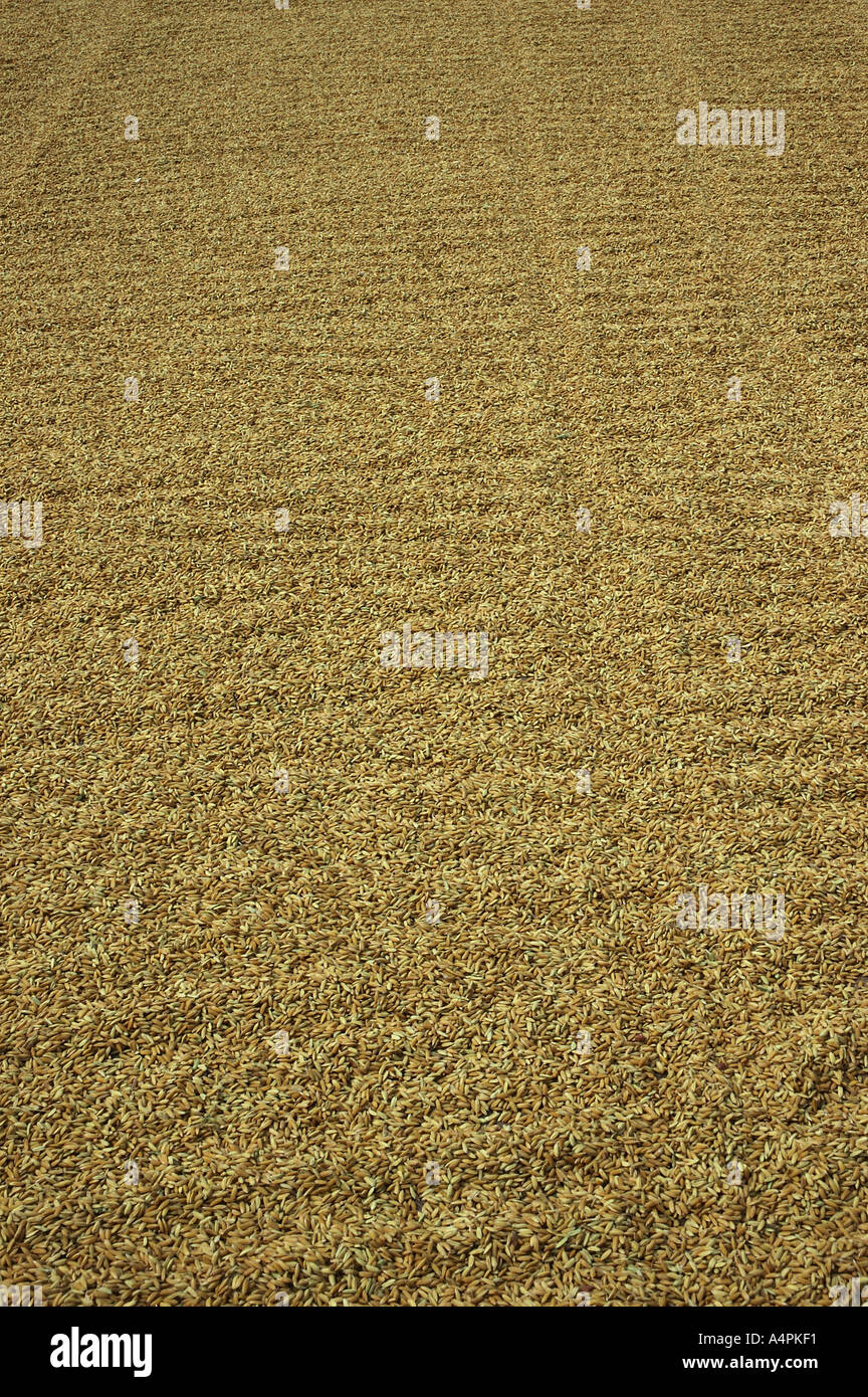 Rice drying in the sun on the road in central Vietnam South East Asia ...
