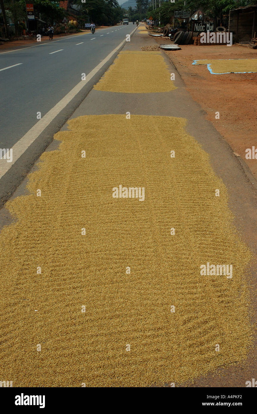 Rice drying in the sun on the road in central Vietnam South East Asia ...