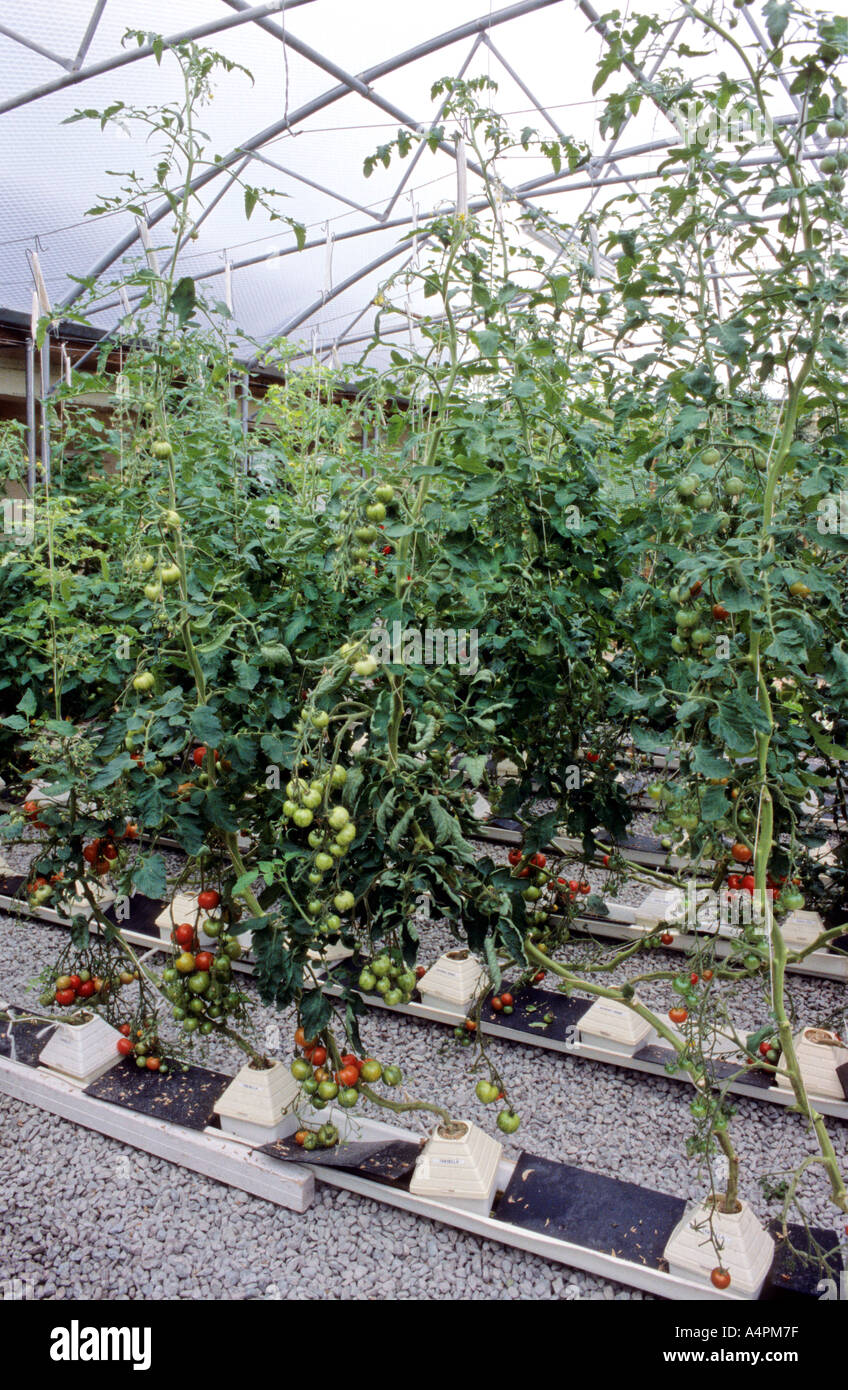Hydroponics growing tomatoes hi-res stock photography and images - Alamy