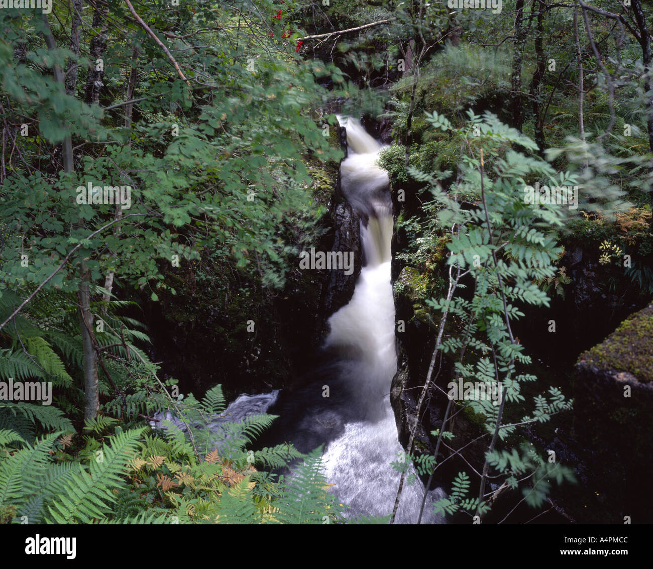 Fast flowing forest stream flowing between boulders on the West ...