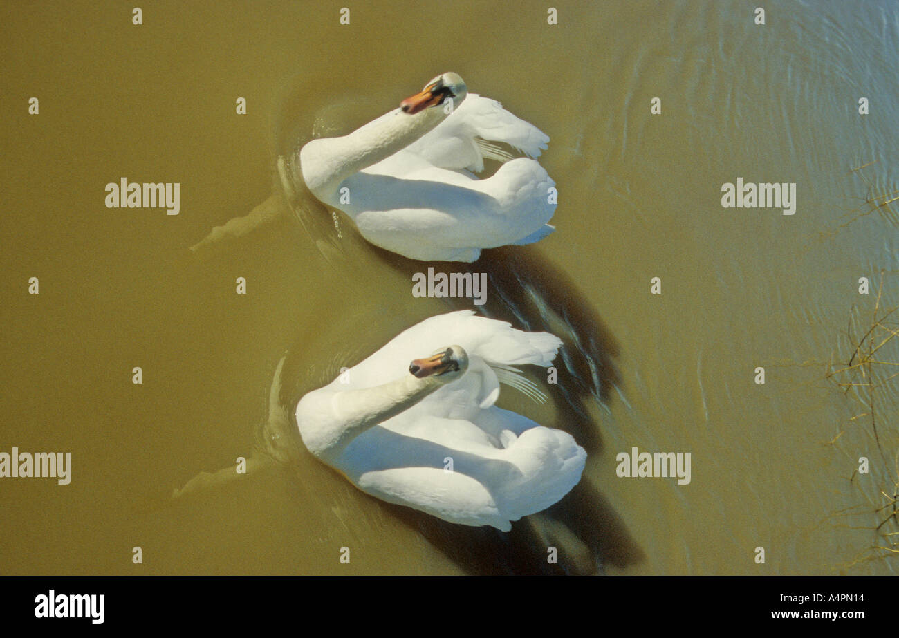 2 swans hi-res stock photography and images - Alamy
