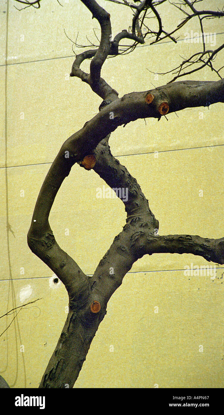 Tree Composition 2 Stock Photo - Alamy