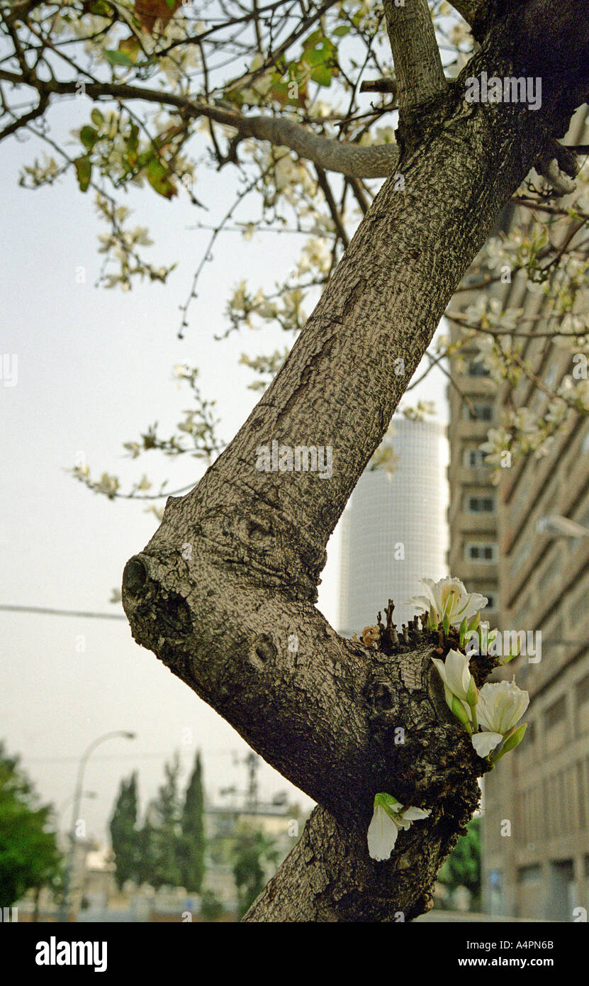 Tree Composition 4 Stock Photo - Alamy