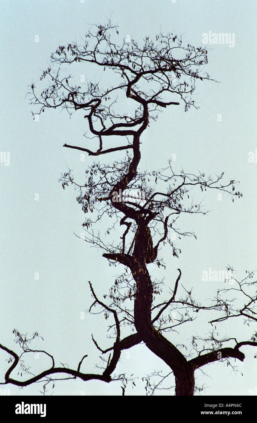 Tree Composition 5 Stock Photo - Alamy