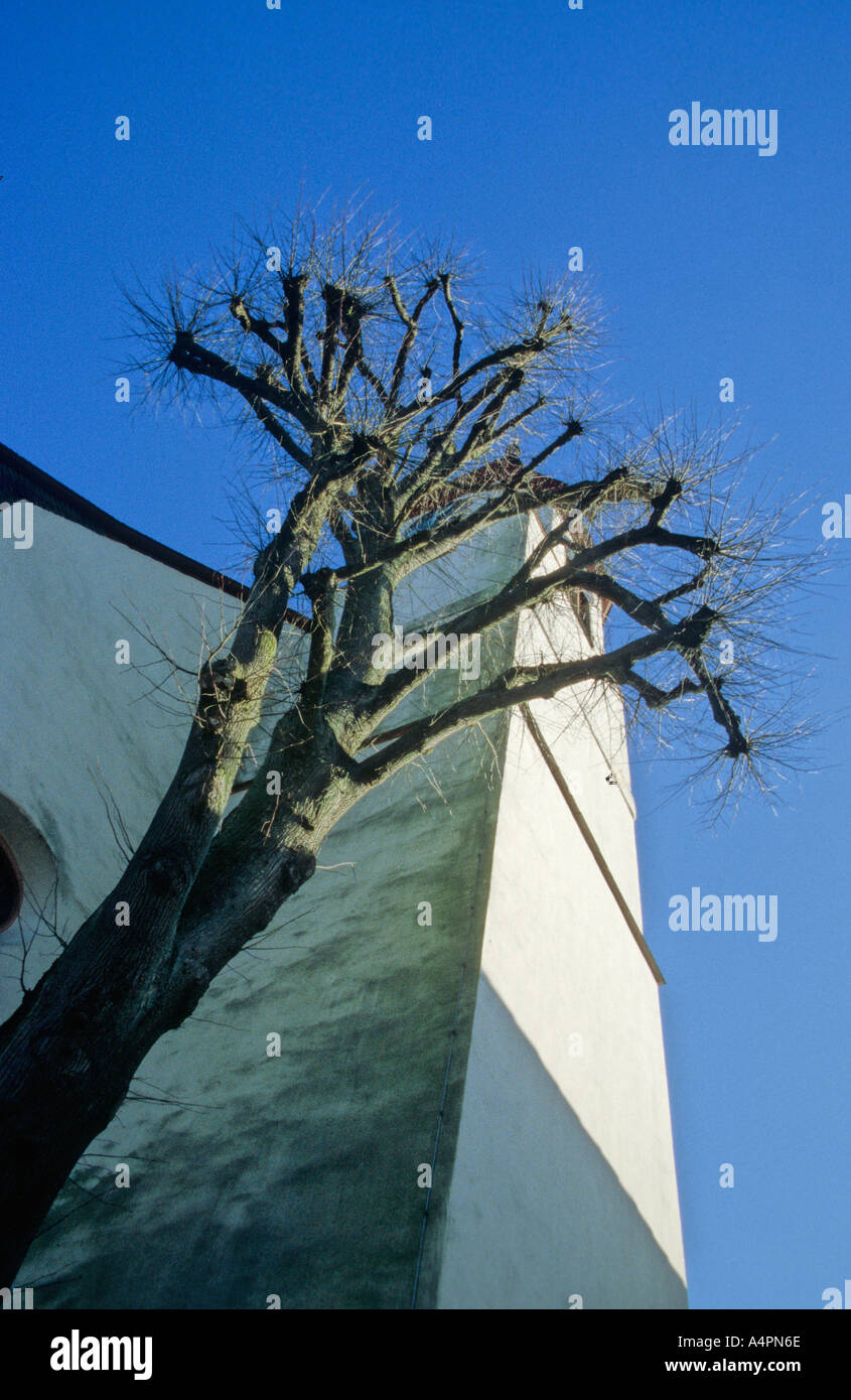 Tree Composition 6 Stock Photo - Alamy