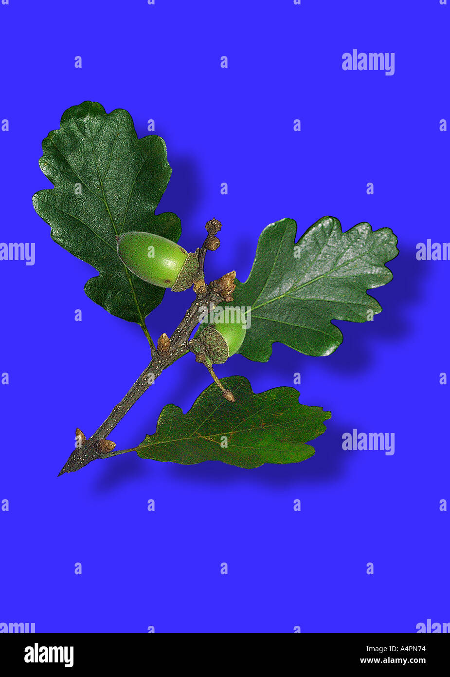 Like oak trees hi-res stock photography and images - Alamy
