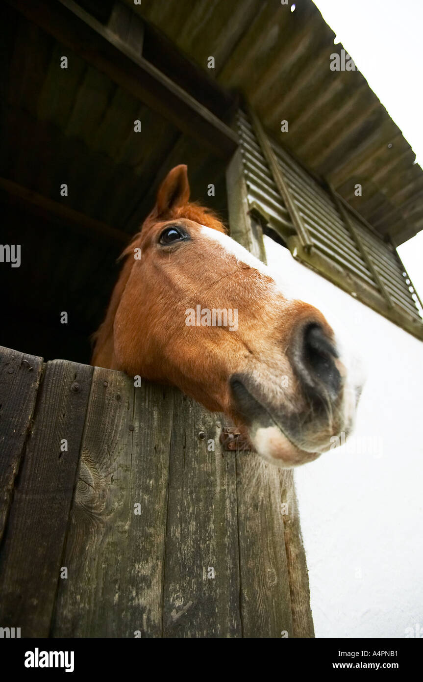 Horse in a stable in Crowborough West Sussex England Stock Photo - Alamy