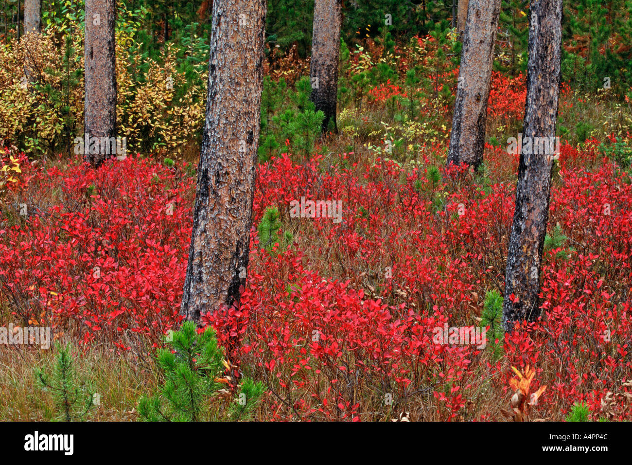 Lodgepole pines and fall colours in Grand Teton National Park Wyoming ...