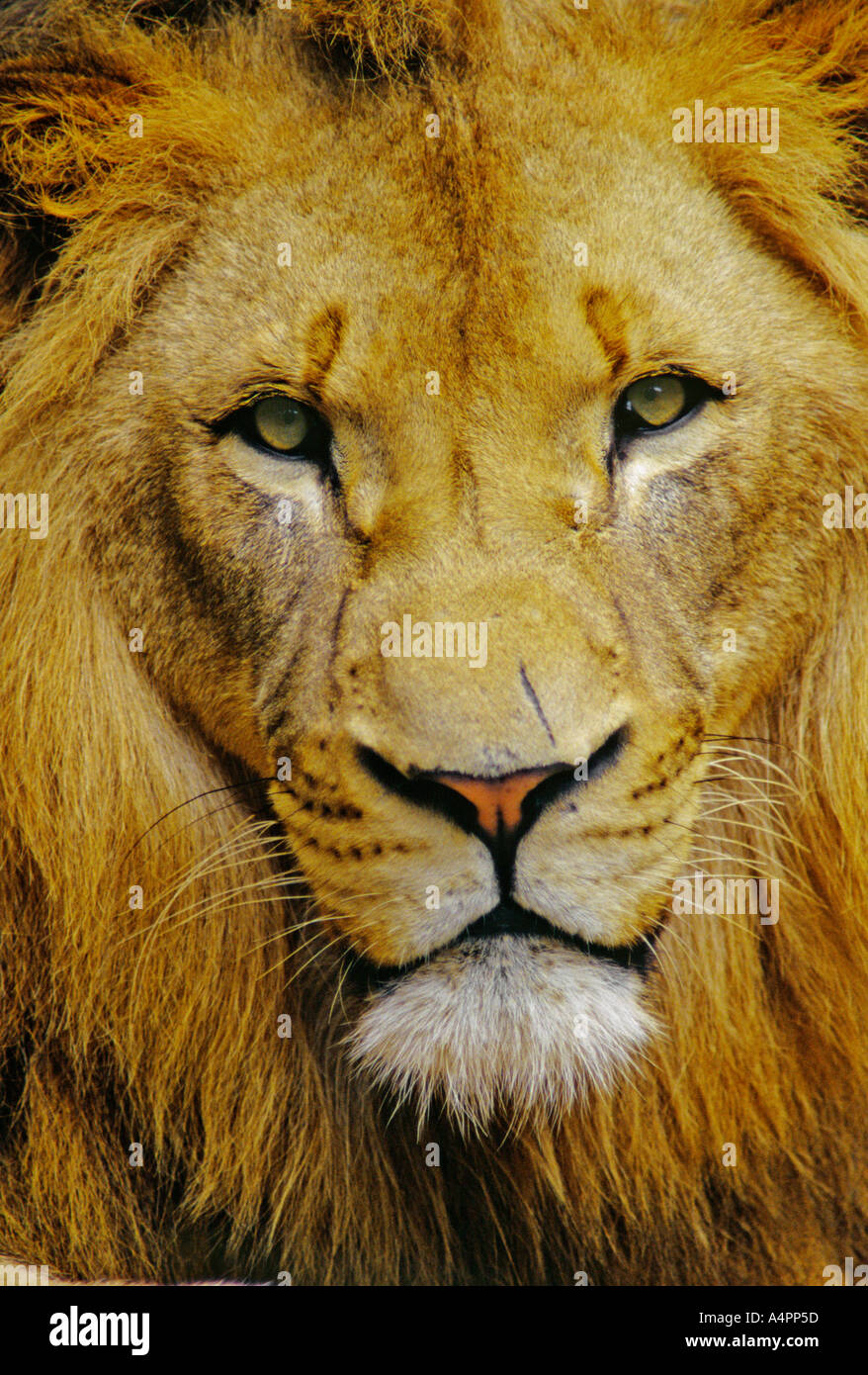 African lion closeup portrait-Note-Captive subject Stock Photo - Alamy
