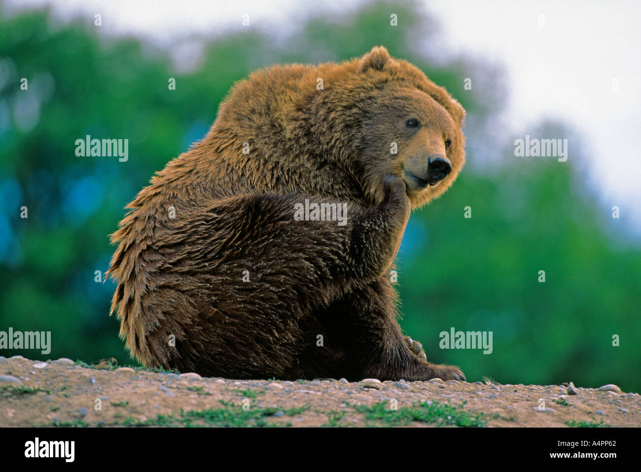 Grizzly bear scratching hi-res stock photography and images - Alamy