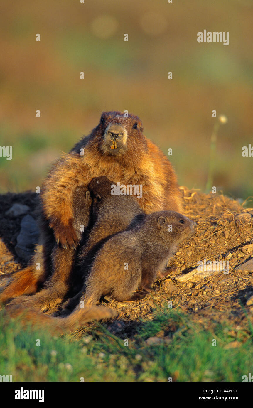 Marmots in olympic national park hi-res stock photography and images ...