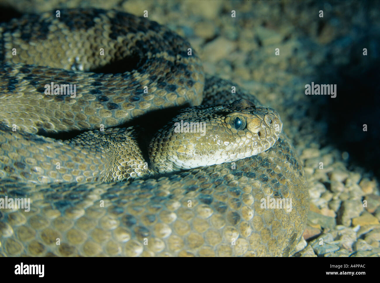 Closeup portrait of Mohave rattlesnake-Note-Captive subject Stock Photo ...