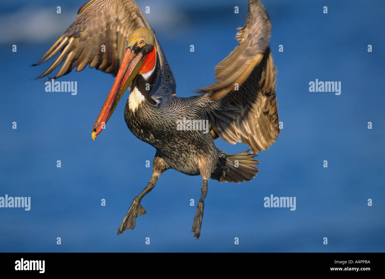 California brown pelican in breeding plumage preparing to land Stock ...