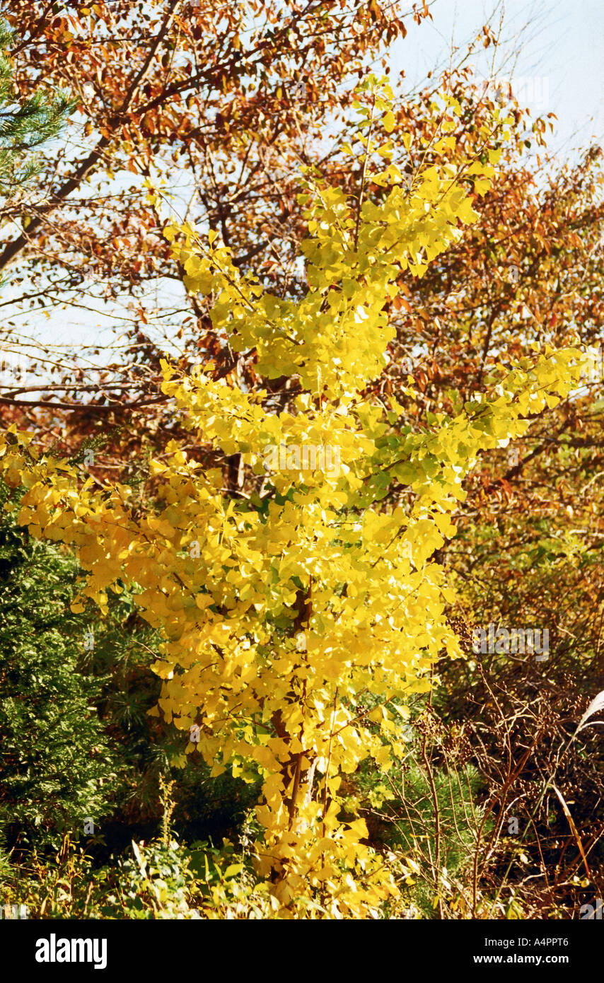 Tongdosa temple hi-res stock photography and images - Alamy