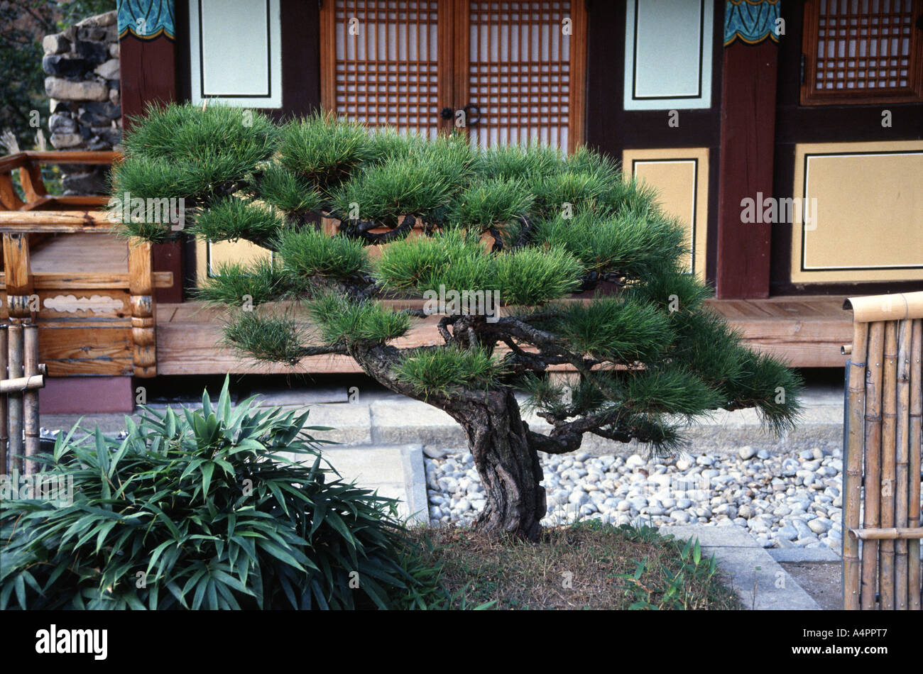 Pine Tree at Tongdosa Temple Stock Photo - Alamy