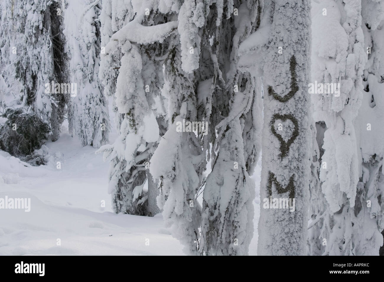 Alphabets curved on a tree trunk Stock Photo - Alamy