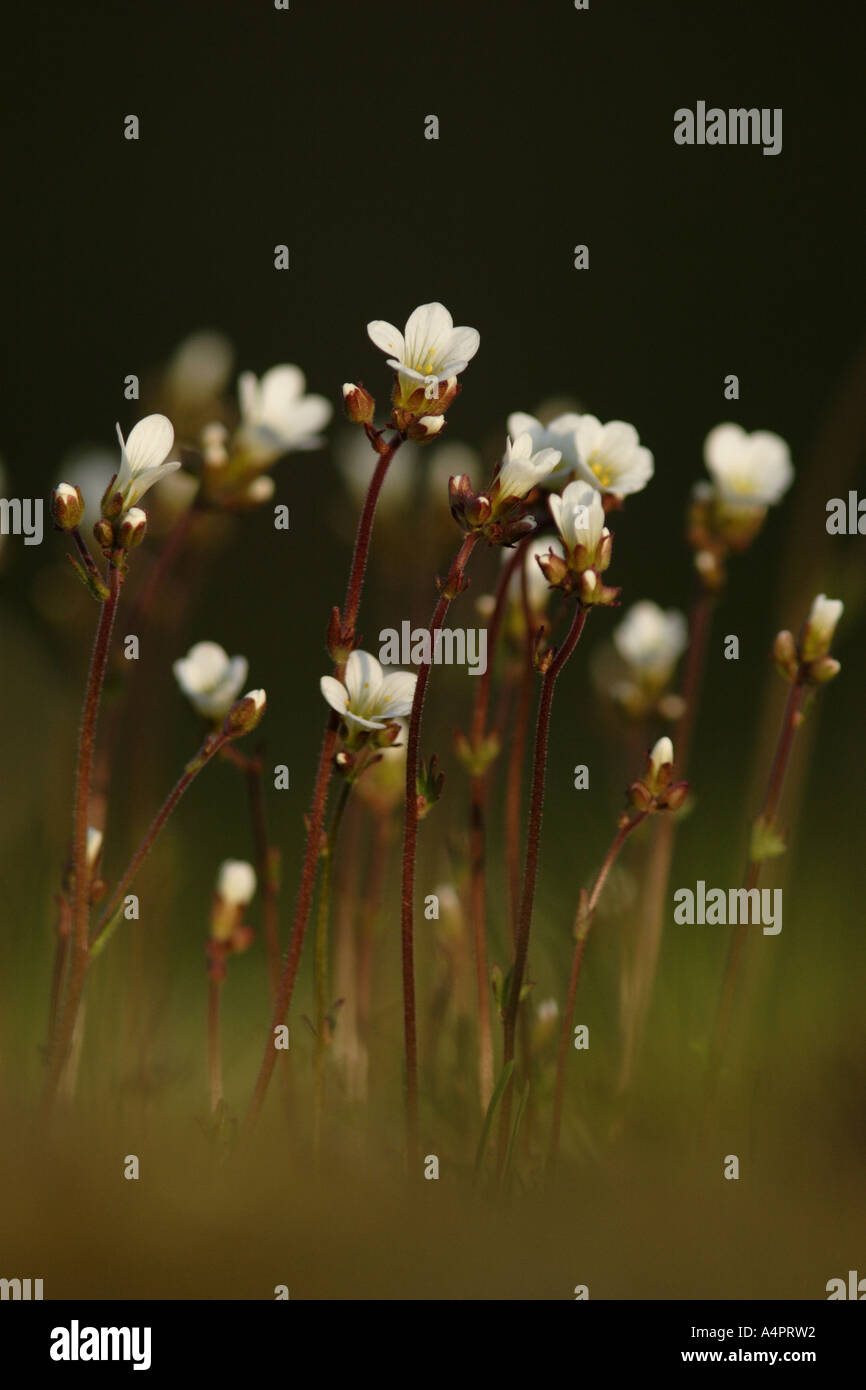 Flowering medow hi-res stock photography and images - Alamy