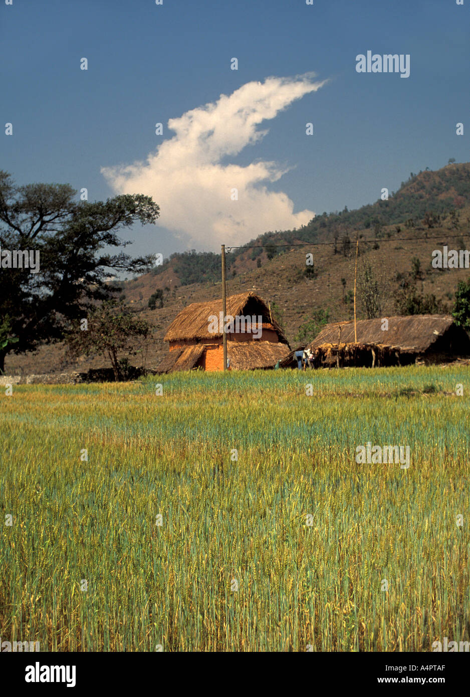 Traditional Farm Building Near Pokhara Nepal Stock Photo - Alamy