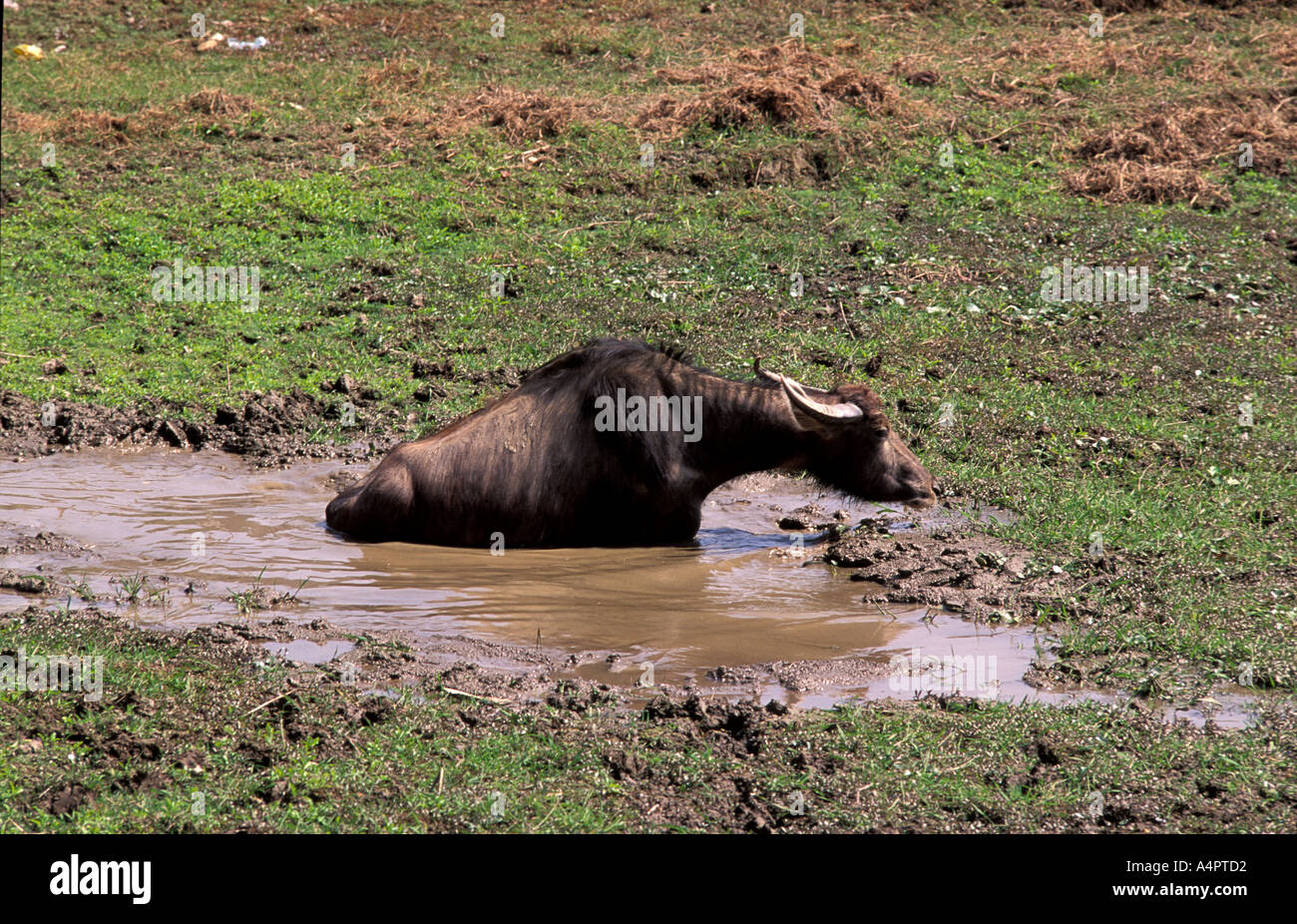 Farming nepal buffalo hi-res stock photography and images - Alamy