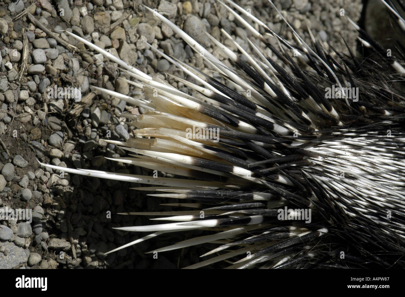 African Crested Porcupine Quills close up close Stock Photo - Alamy