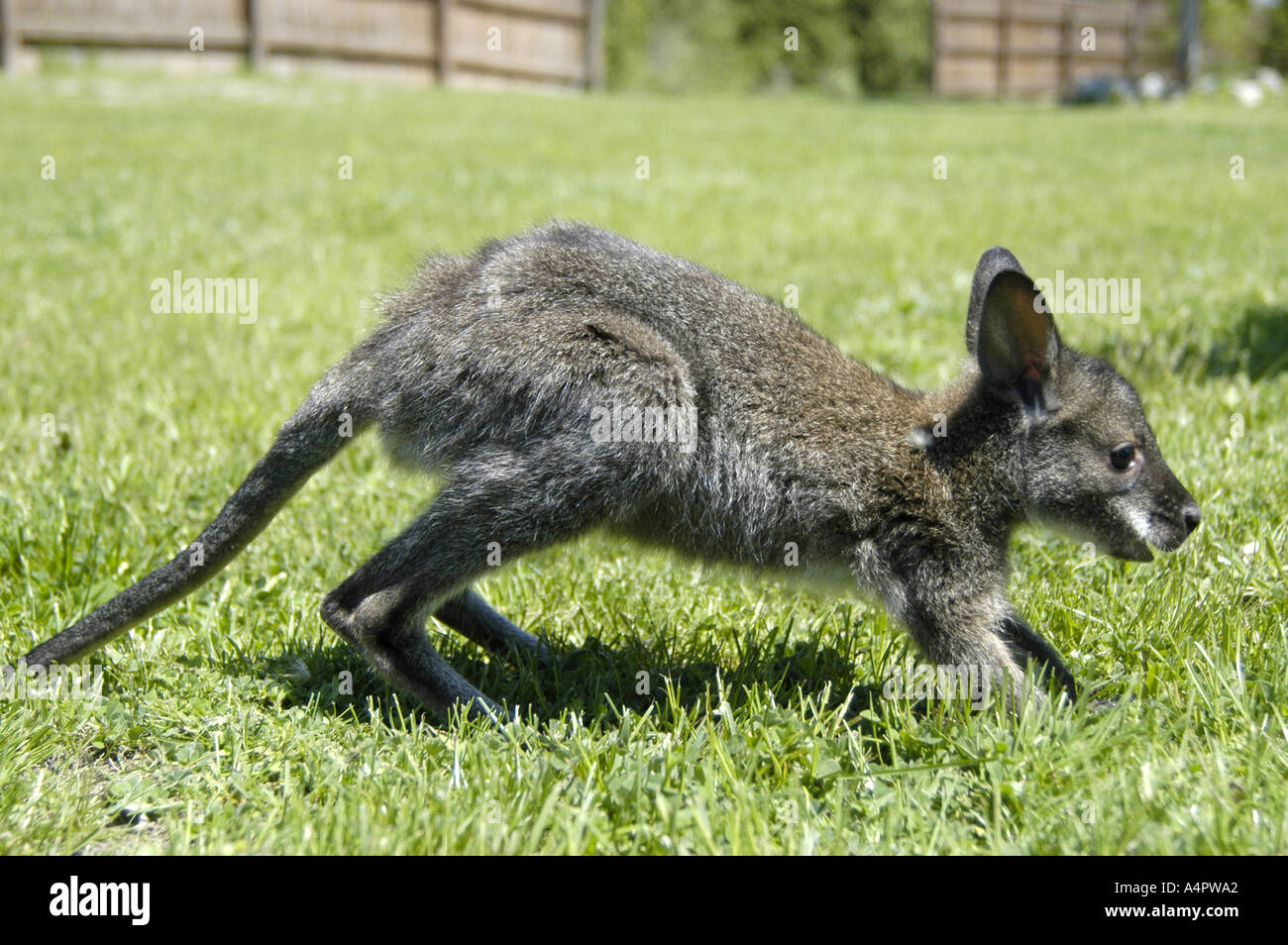 Evolutionary trees hi-res stock photography and images - Alamy