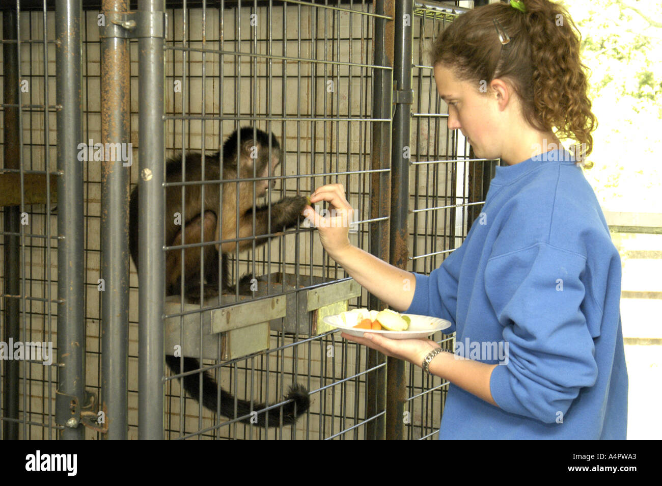 Caucasion girl feeding vegetables to Capuchin Monkey at Whispering ...