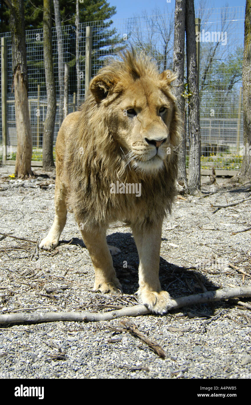 Lion animal and senegal hi-res stock photography and images - Alamy