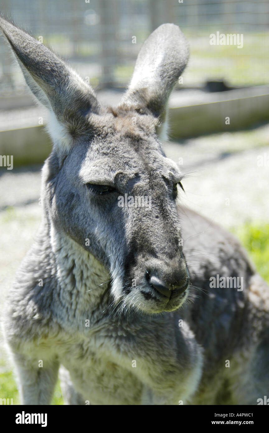 Pet overpopulation hi-res stock photography and images - Alamy