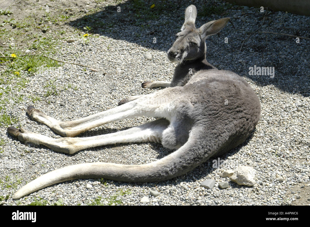 Red Kangaroo laying in the sun Stock Photo - Alamy