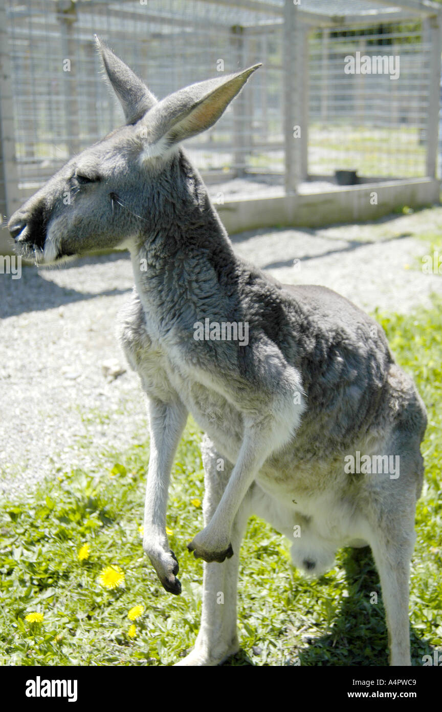 Kangaroo fish hi-res stock photography and images - Alamy