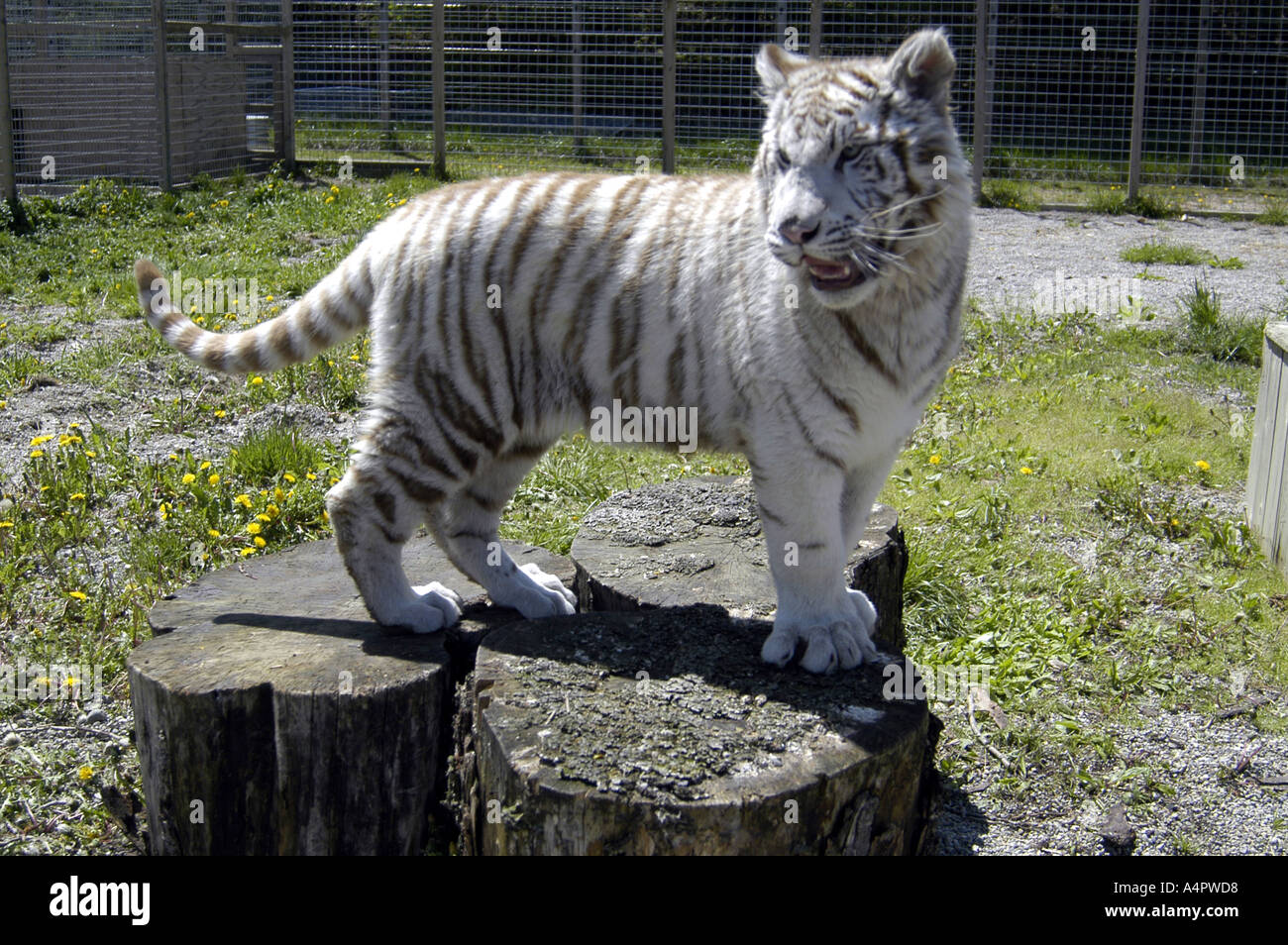 Royal family of bhutan hi-res stock photography and images - Alamy
