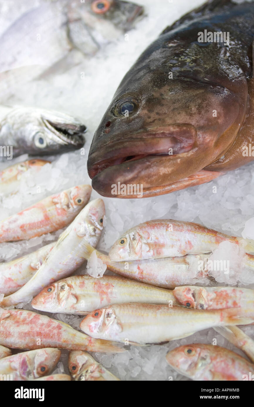 Close up of dead fish preserved on ice Stock Photo - Alamy