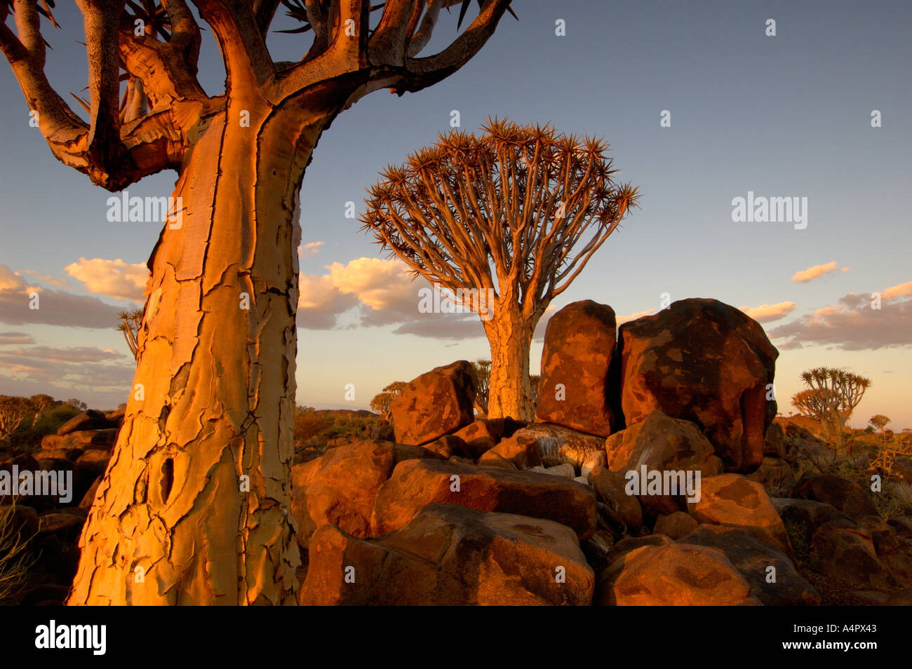 African Quivertree Sunset Stock Photo - Alamy