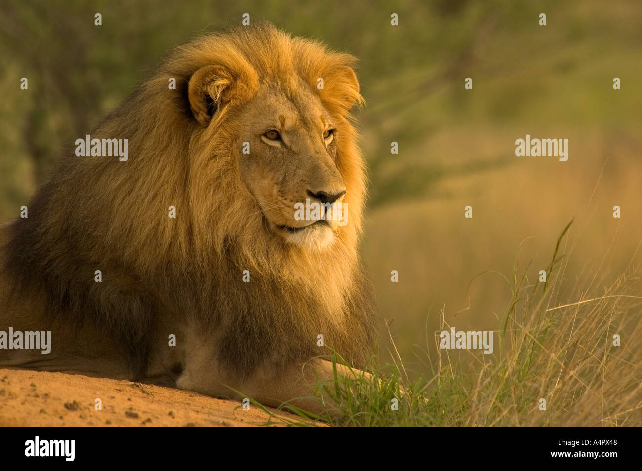 Male african lion looks hi-res stock photography and images - Alamy