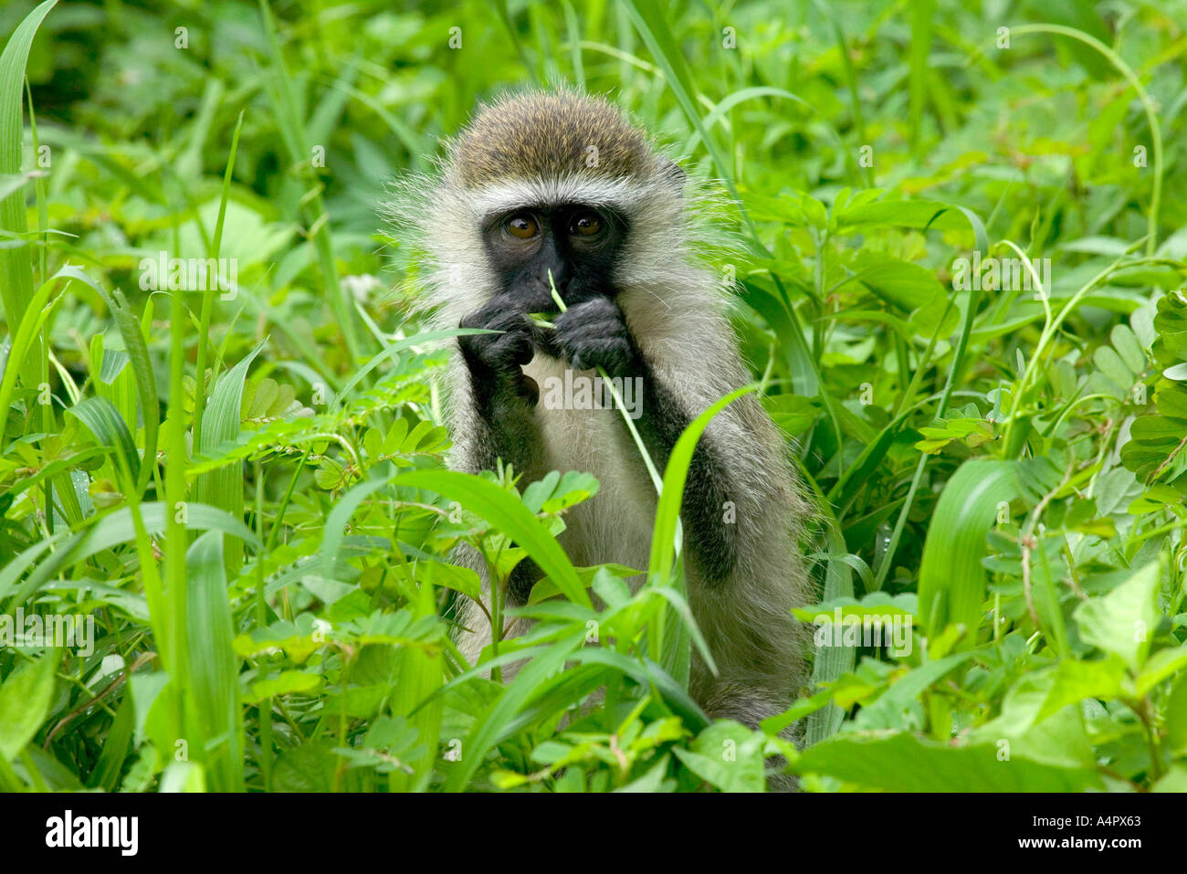 VERVET MONKEY Ceropiyhecus aethiops Stock Photo - Alamy