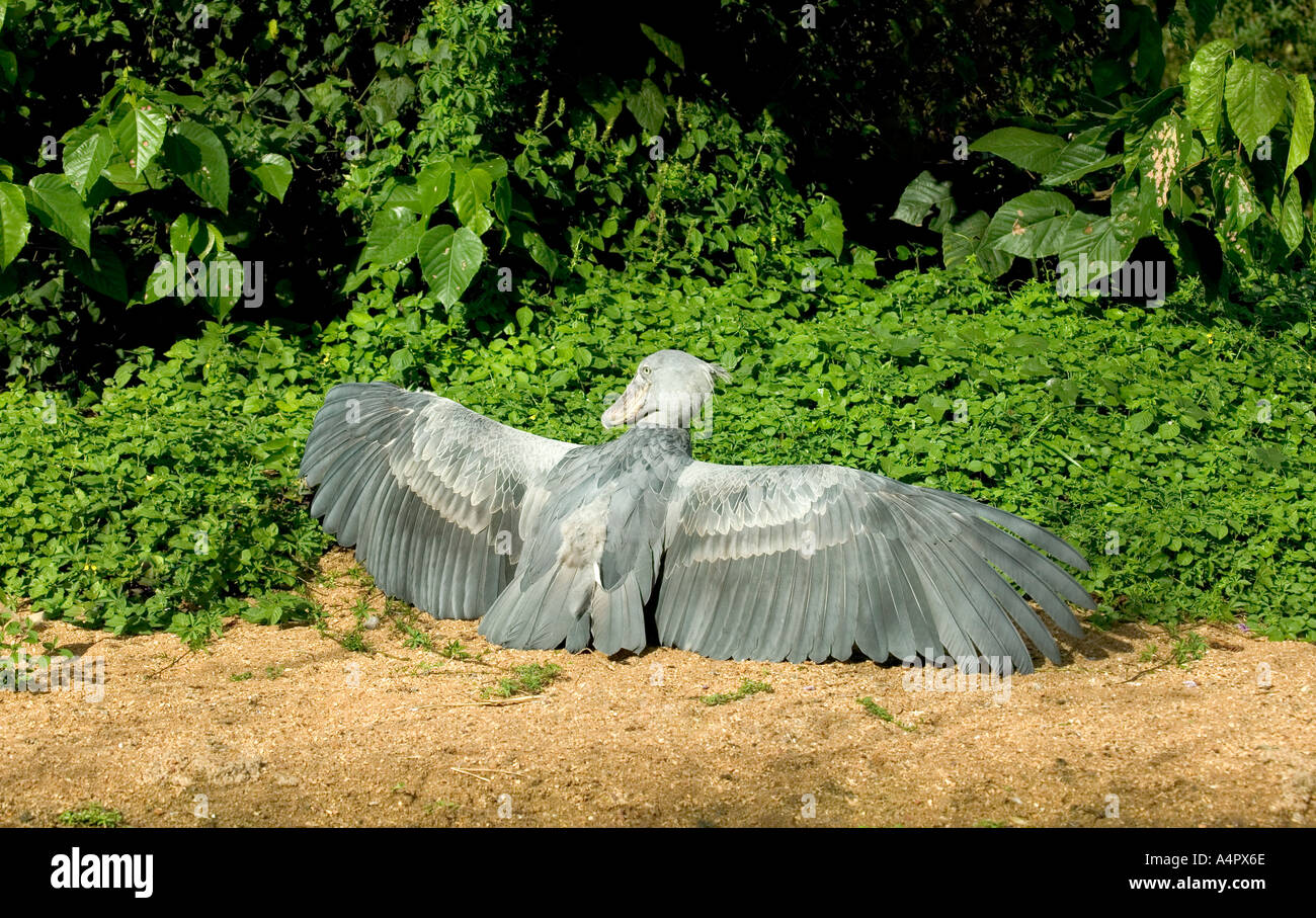 SHOEBILL Balaeniceps rex Stock Photo - Alamy