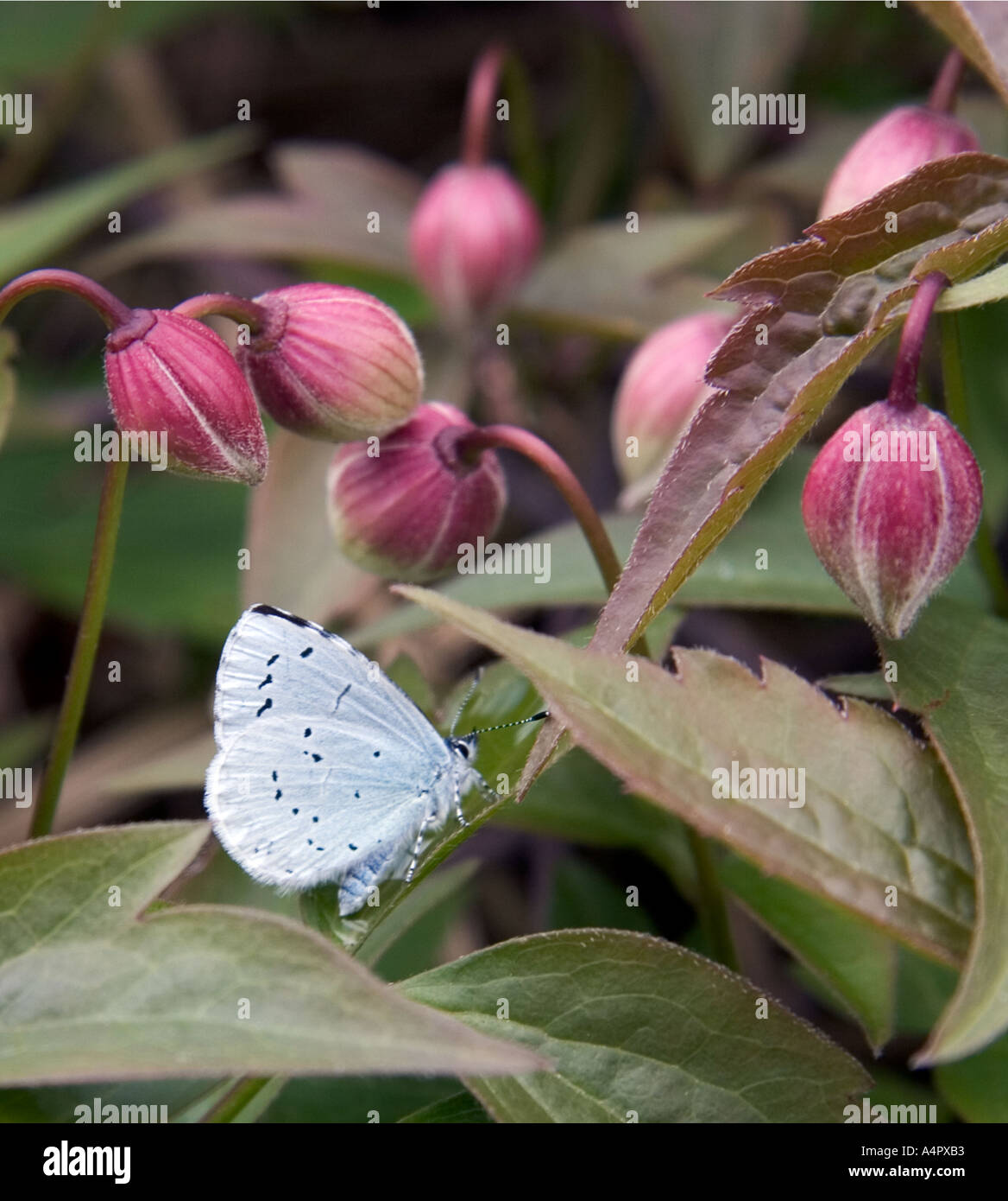 Female Holly Blue butterfly on clematis Celastrina Argiolus ...