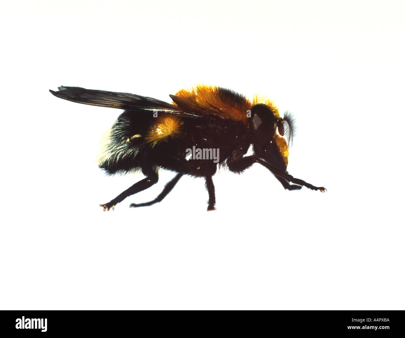 Bumble bee mimic hoverfly hi-res stock photography and images - Alamy