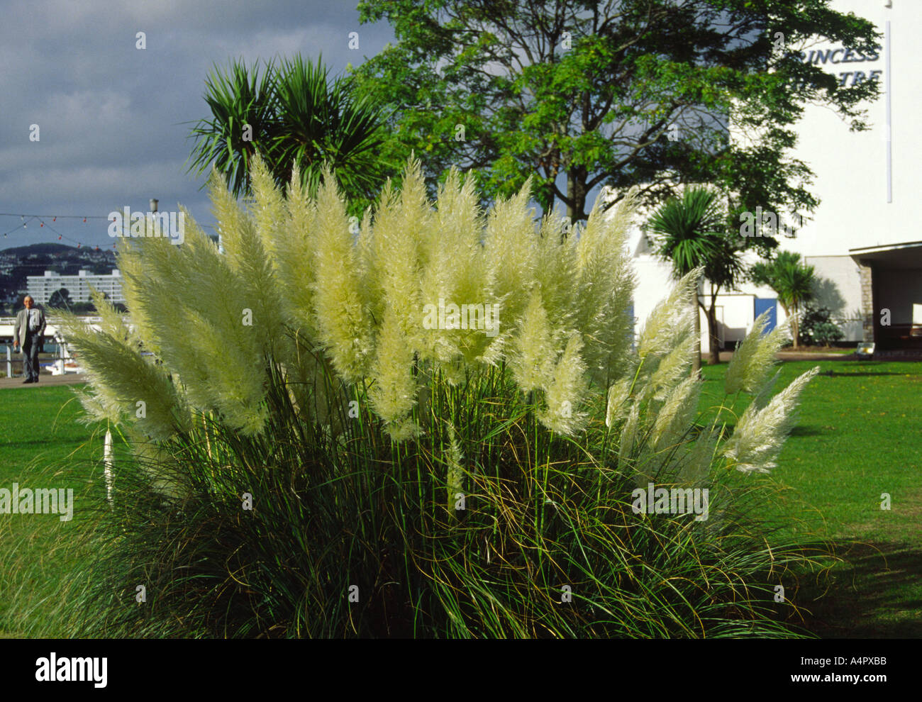 pampas grass cortaderia selloana Stock Photo - Alamy